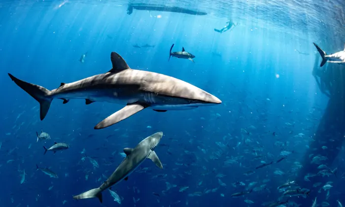 Partial and relative justice for ocean life – Just Collapse